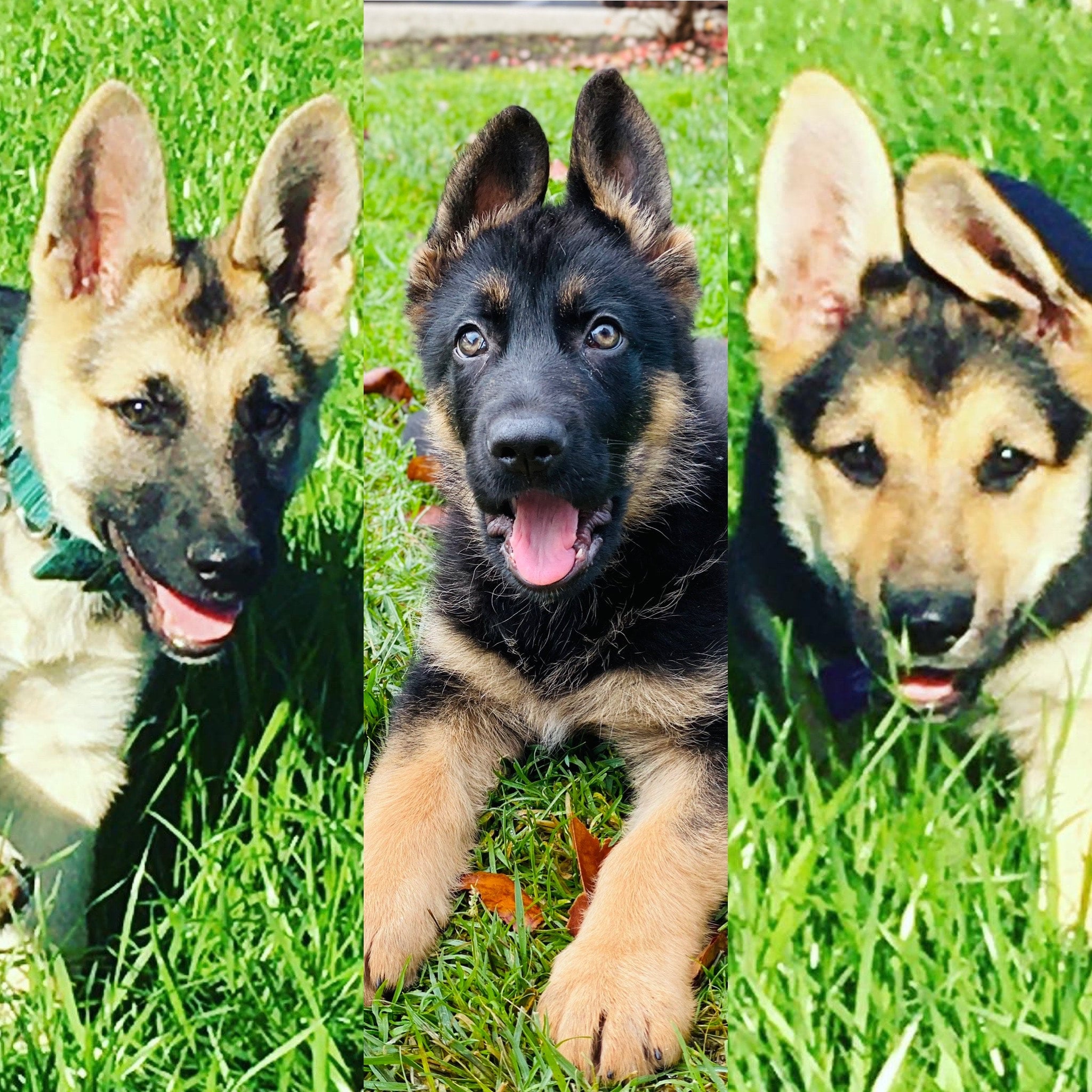 only german shepherd